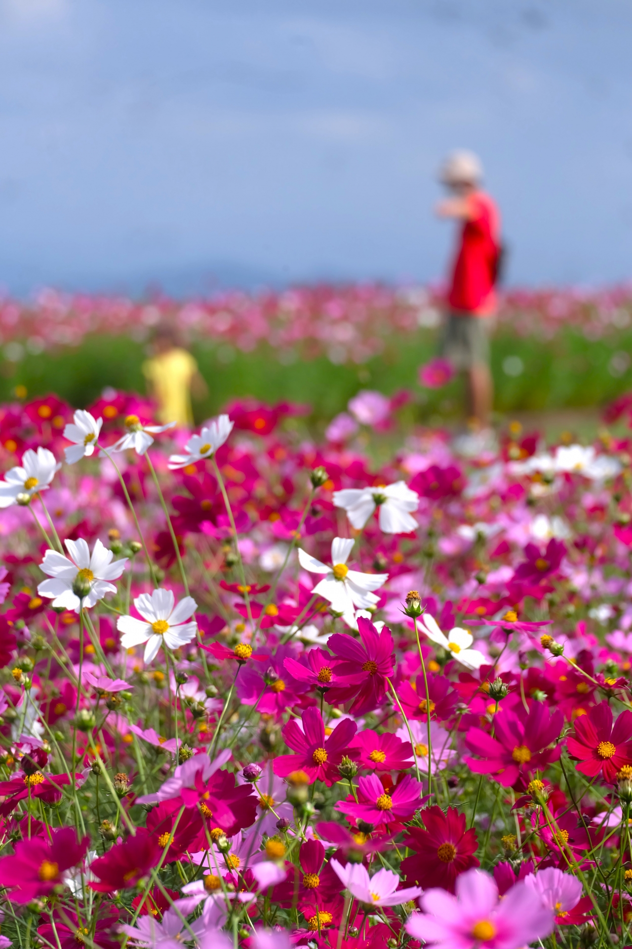Ikoma Plateau: Witness The Beauty Of One Million Cosmos Flowers This ...