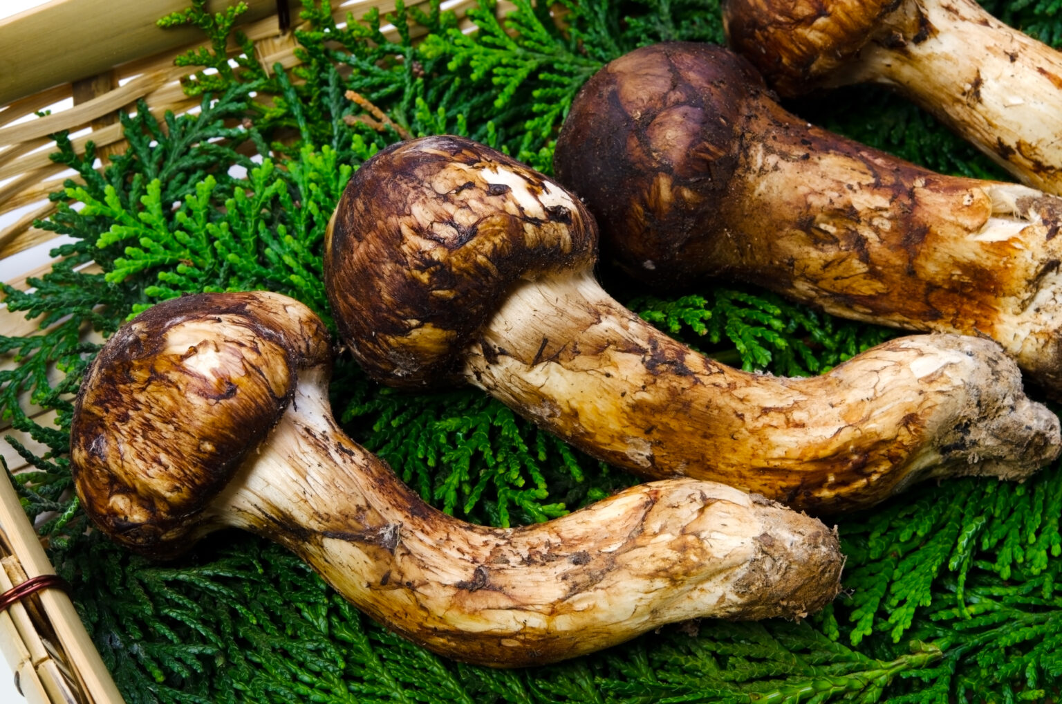 Matsutake Mushrooms: A Japanese Autumn Delicacy Since Ancient Times ...