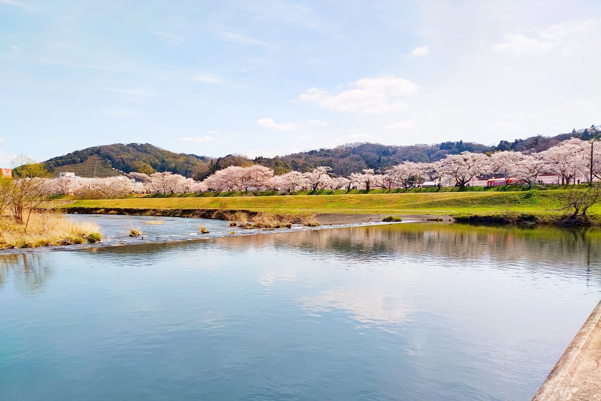 Unnan City's Sakura: Decades Of Springtime Beauty, Protected By Local ...