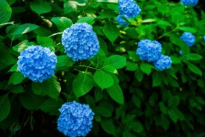 Japan’s Blue-green Mystery: A Window Into A Different Way Of Seeing ...